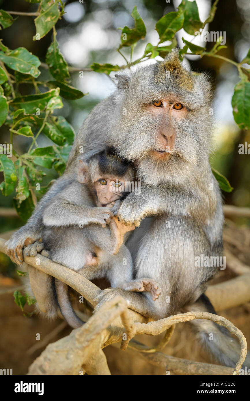 Long-tailed Macaque - Macaca fascicularis, common monkey from Southeast ...