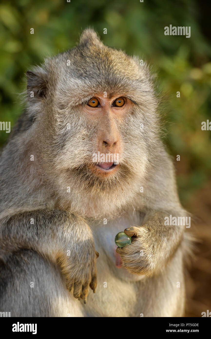 Long-tailed Macaque - Macaca fascicularis, common monkey from Southeast ...