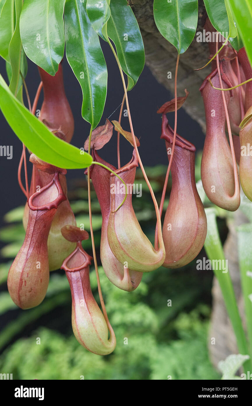 Nepenthes. Tropical pitcher plant growing in a tropical greenhouse ...