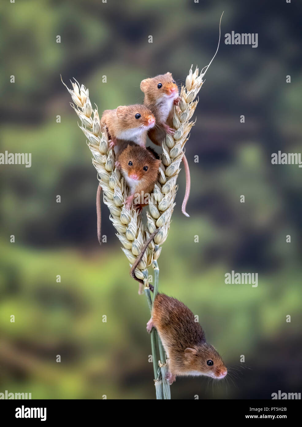 Four Harvest Mice on wheat Stock Photo - Alamy