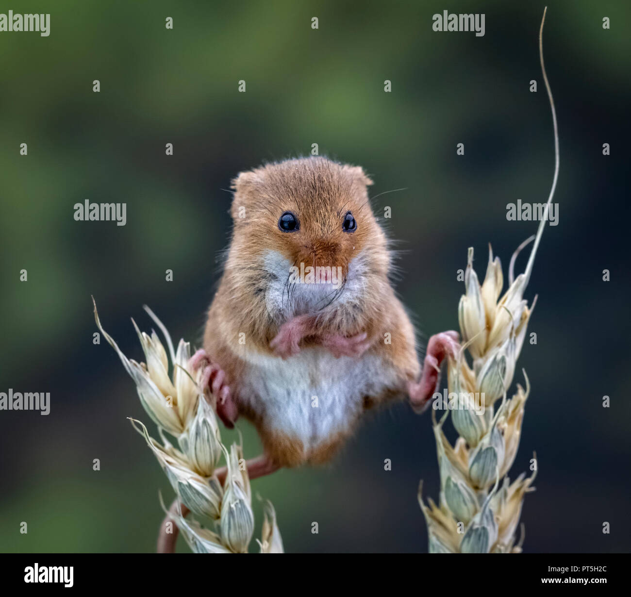 A Harvest Mouse on wheat with arms crossed Stock Photo - Alamy
