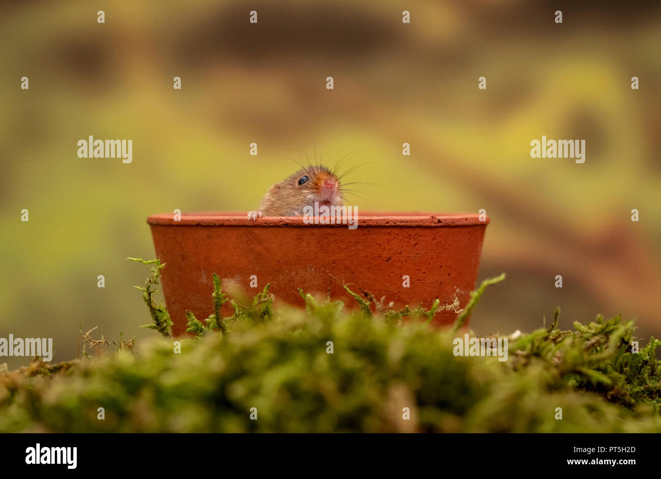 A Harvest Mouse peers out from inside a flower pot Stock Photo - Alamy