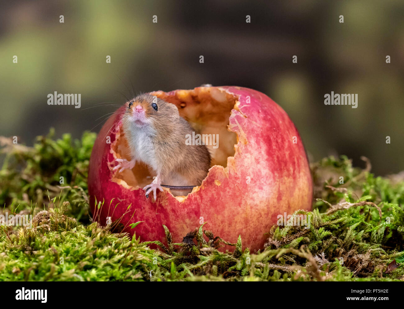 Fruit eaten by the animals hi-res stock photography and images - Alamy