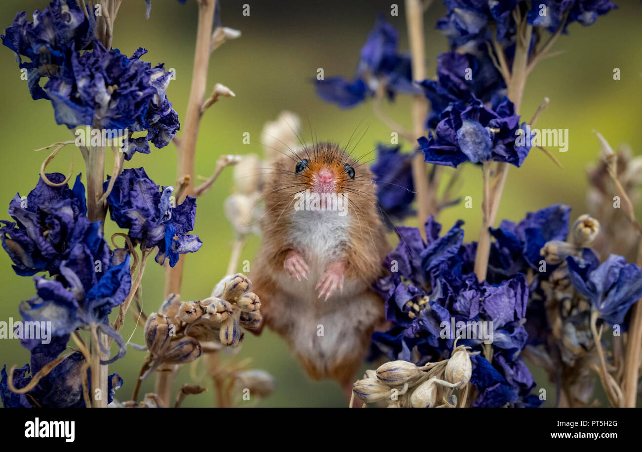 A Harvest mouse balances legs astride blue flower branches Stock Photo ...