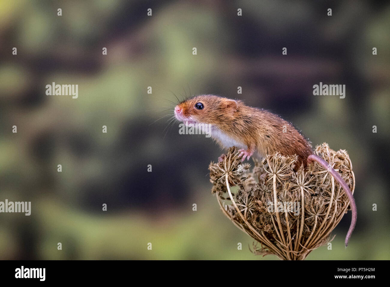 Mouse top view not computer hi-res stock photography and images - Alamy