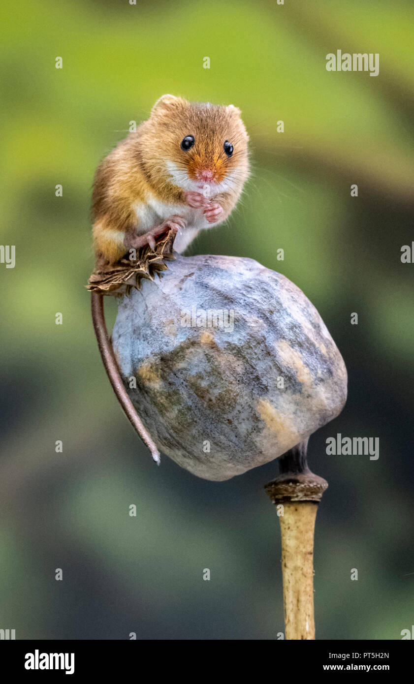A Harvest mouse sits on top of a poppy seed head Stock Photo - Alamy