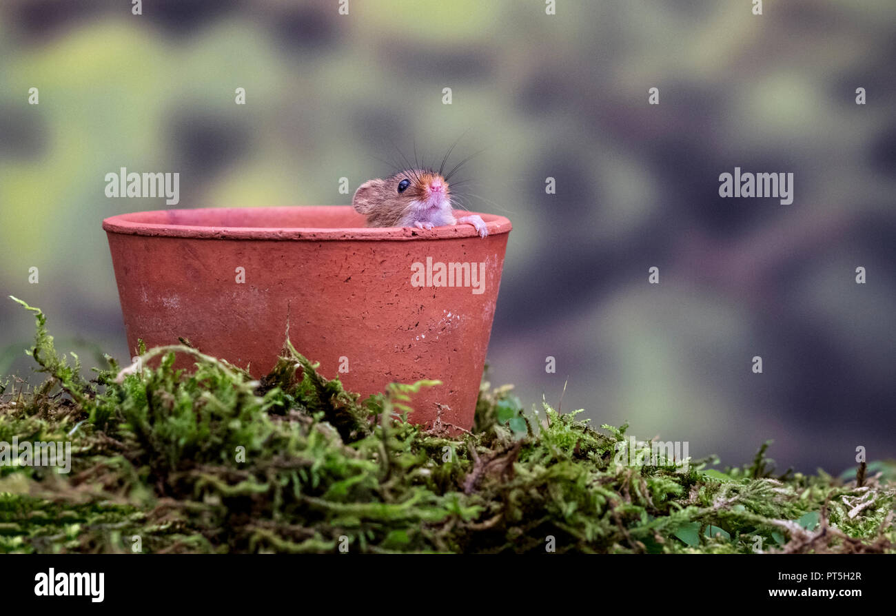 Fruit mouse animal animals hi-res stock photography and images - Alamy