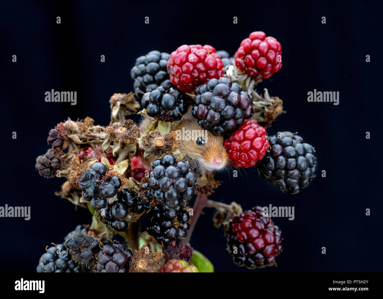 Amongst the brambles hi-res stock photography and images - Alamy