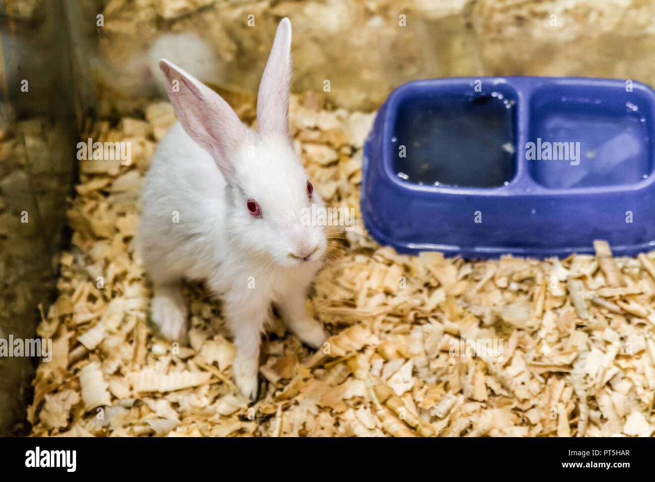 Cute white rabbit looking in pet shop Stock Photo - Alamy