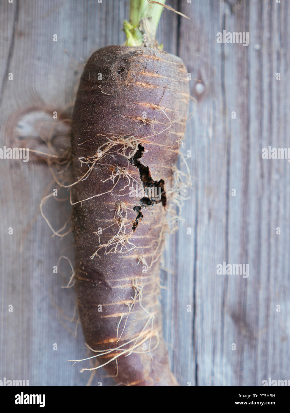 Heirloom purple carrot with worm damage caused by the carrot rust fly ...