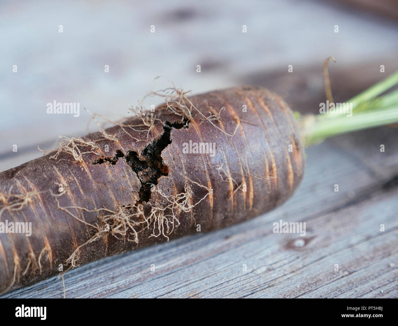 Root damage close up hi-res stock photography and images - Alamy