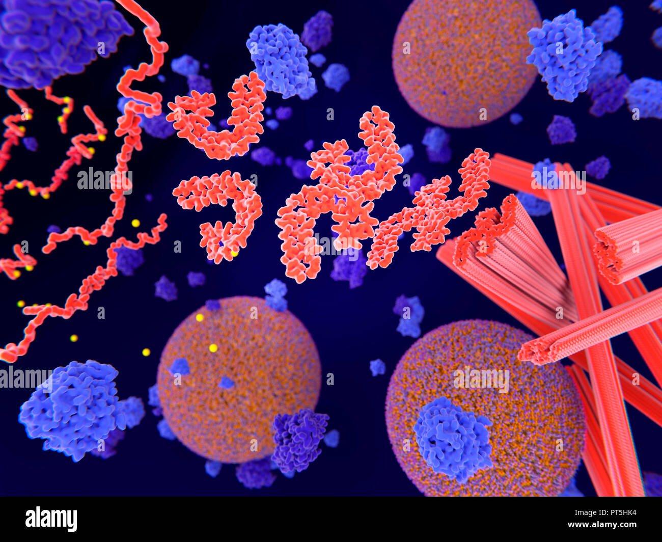 Neurofibrillary tangle hi-res stock photography and images - Alamy Neurofibrillary tangle hi-res stock photography and images - Alamy