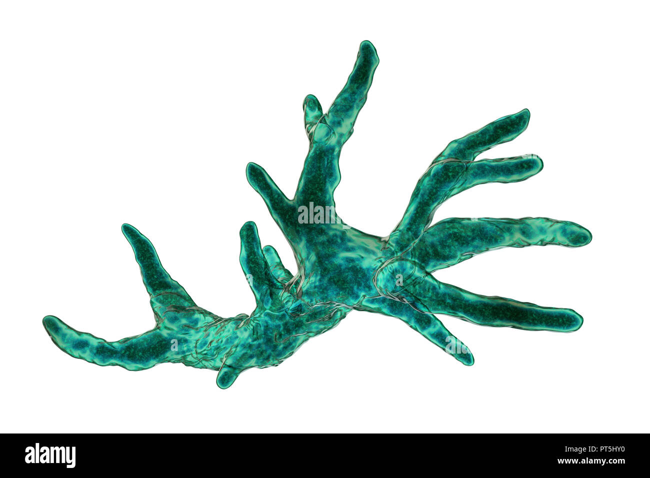 Balamuthia mandrillaris Cut Out Stock Images & Pictures - Alamy