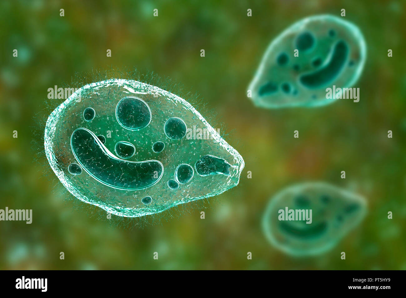 Balantidium coli hi-res stock photography and images - Alamy