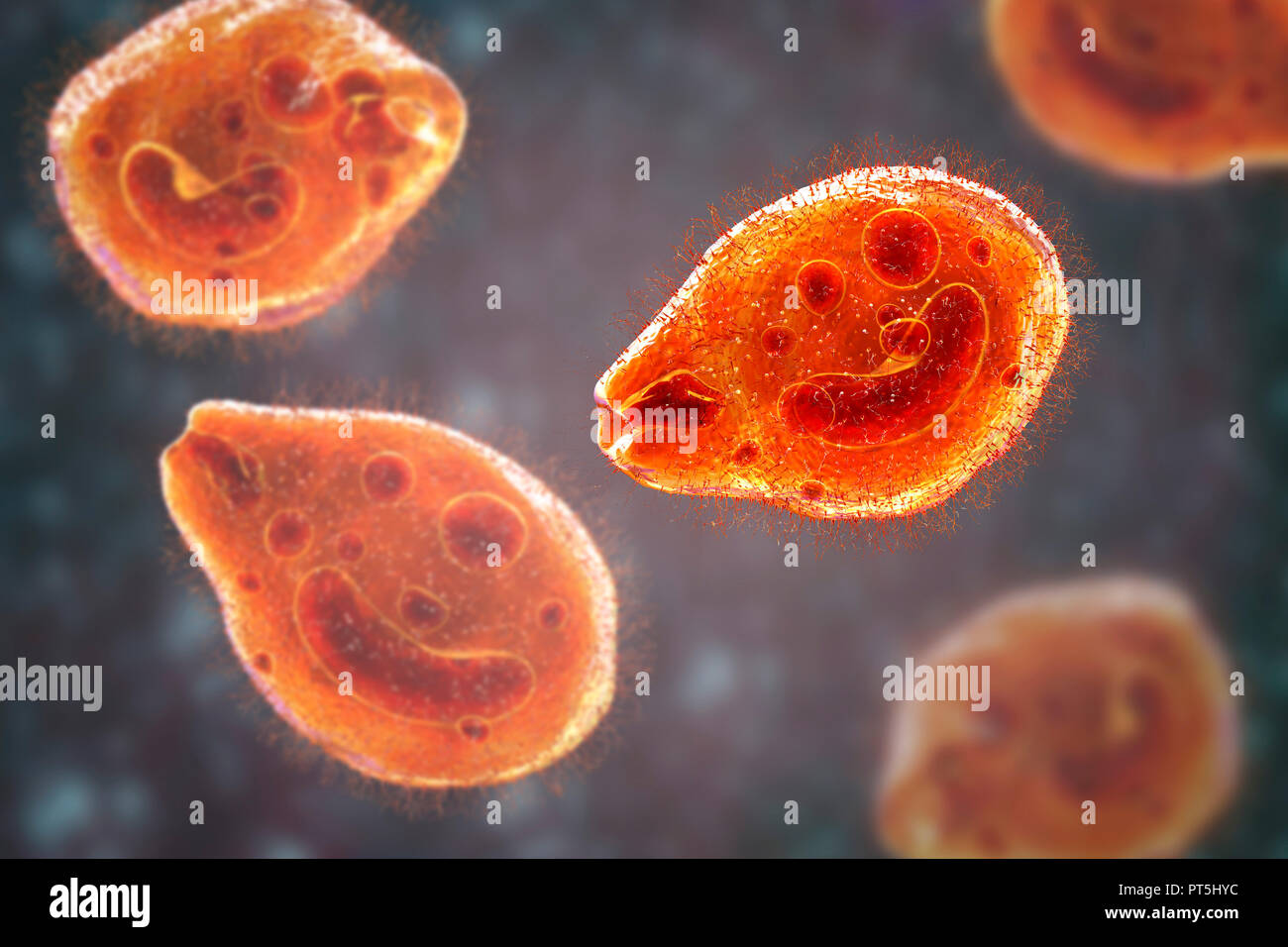 Intestinal protozoa hi-res stock photography and images - Alamy