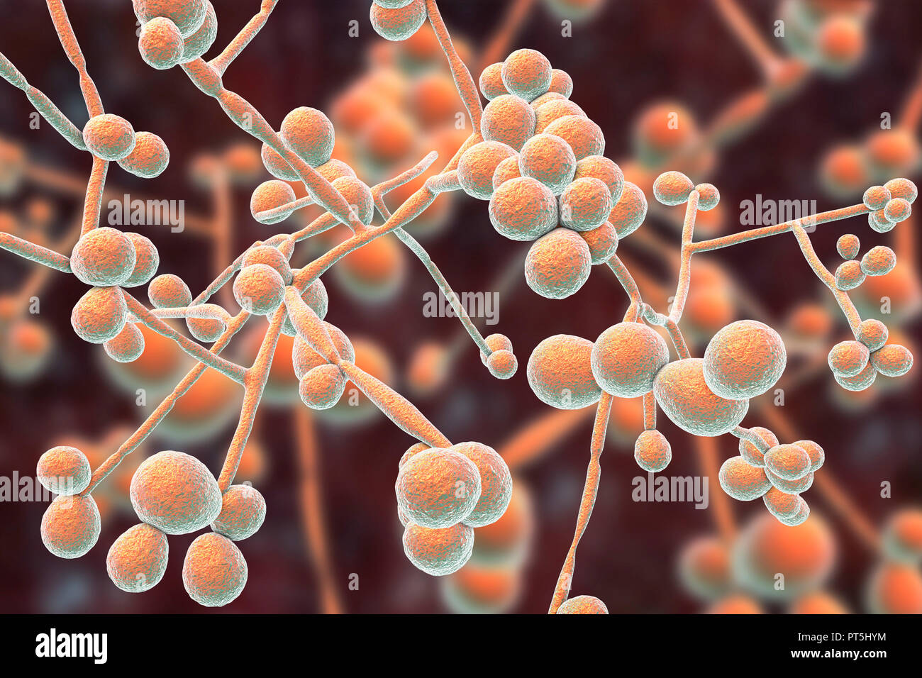 Computer illustration of the yeast and hyphae stages of Candida ...