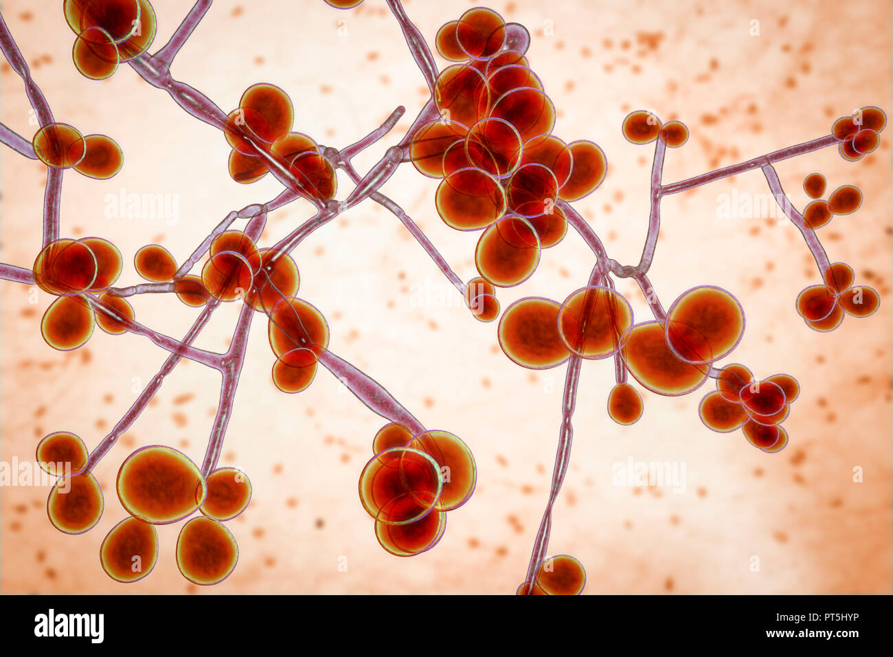 Candida Albicans Skin