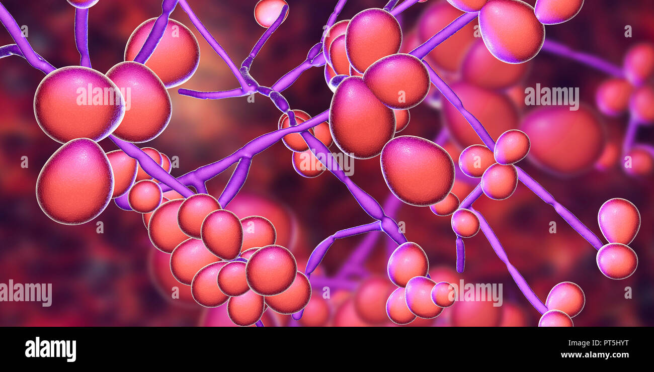Computer illustration of the yeast and hyphae stages of Candida ...