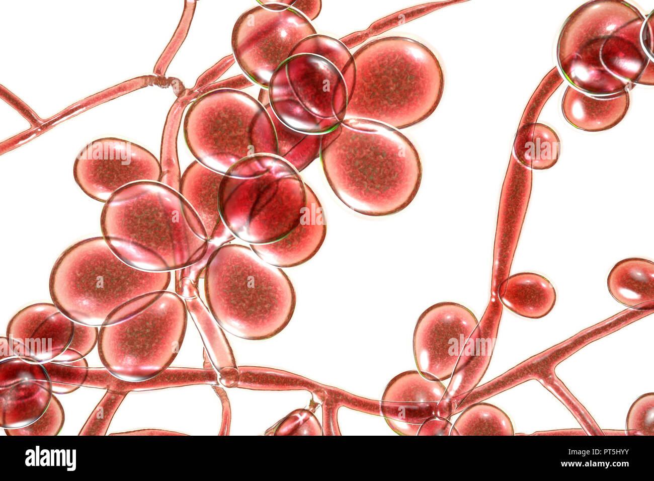 Computer illustration of the yeast and hyphae stages of Candida ...