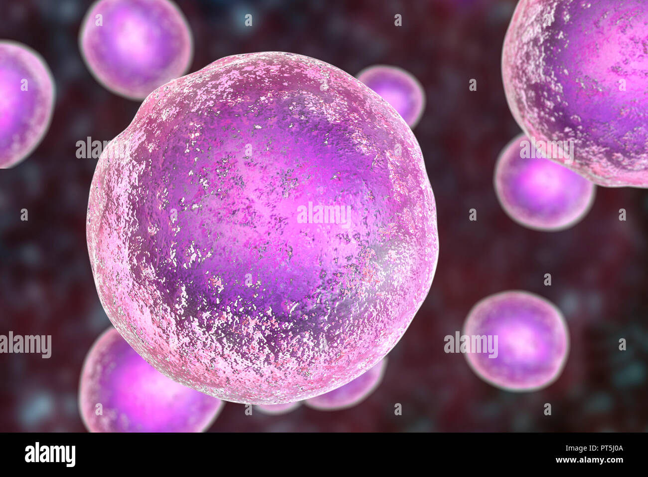 Stem cells computer artwork hi-res stock photography and images - Alamy