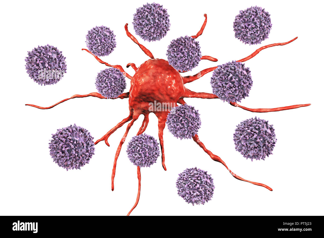 T lymphocyte cells attacking a cancer cell, computer illustration. T ...