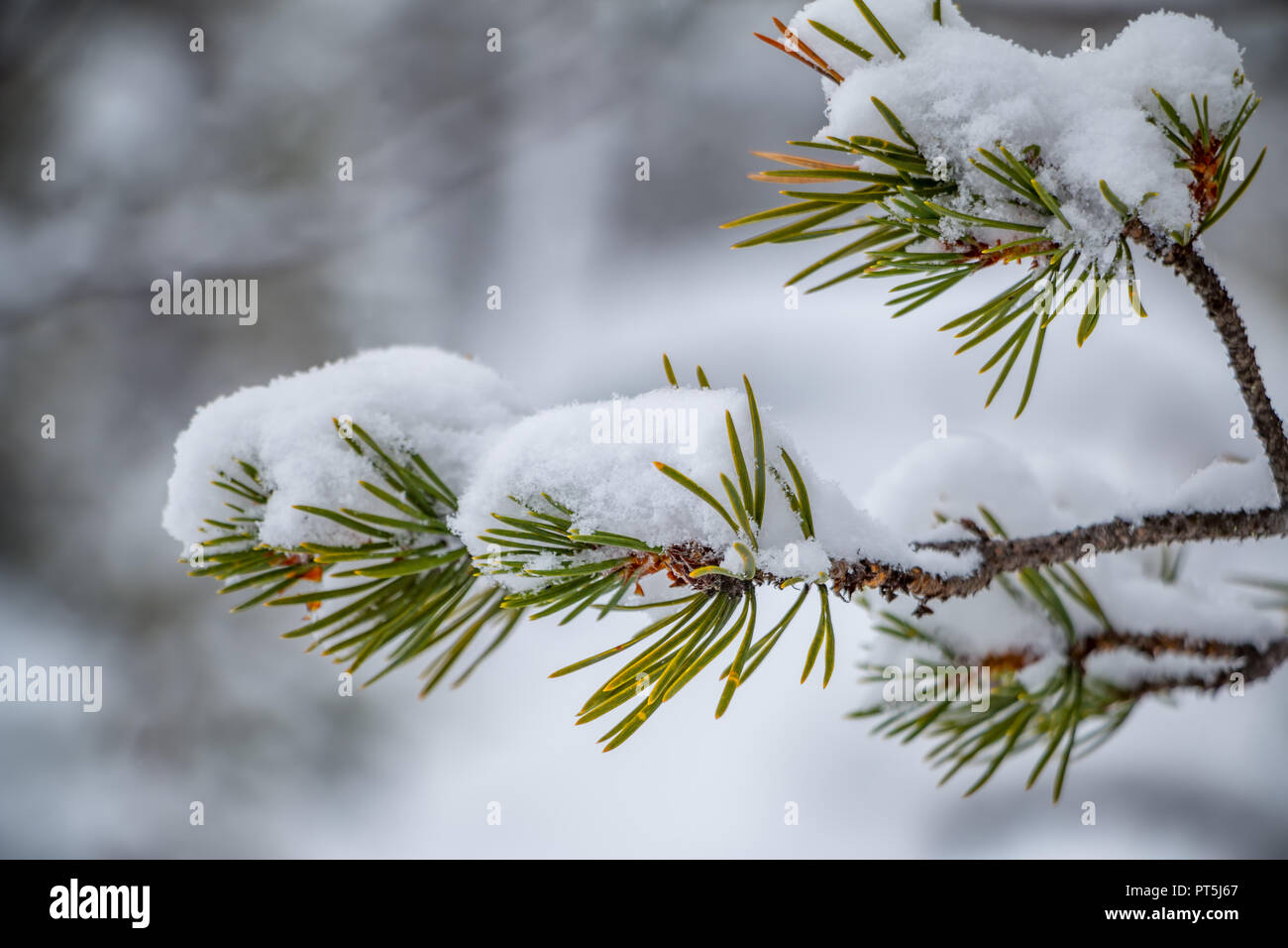 Pine needles snow hi-res stock photography and images - Alamy