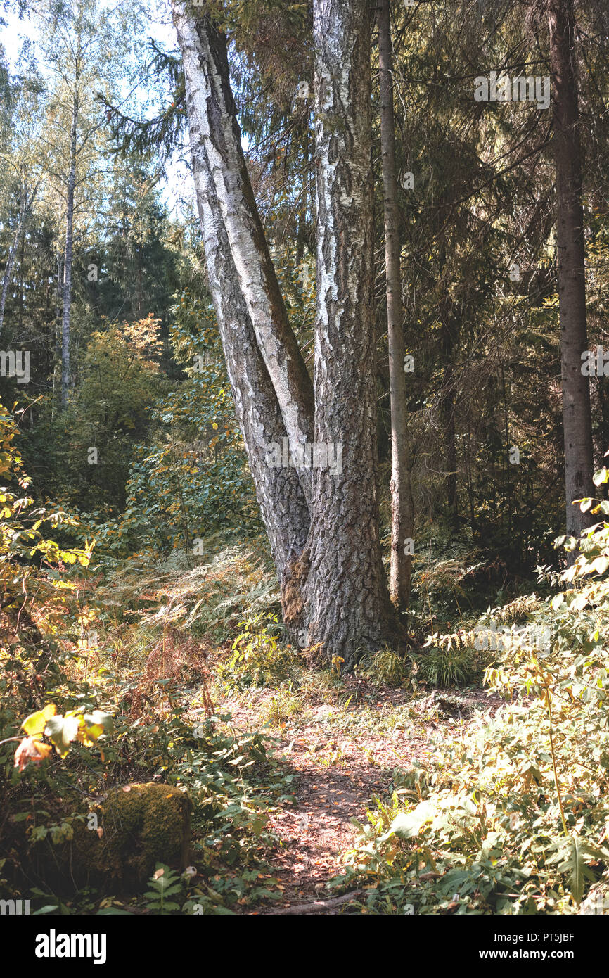 hiking trail in the woods in green summer forest with sun light ...