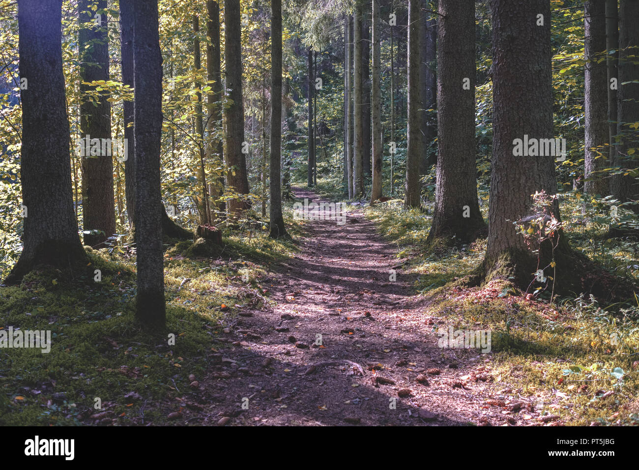 hiking trail in the woods in green summer forest with sun light ...