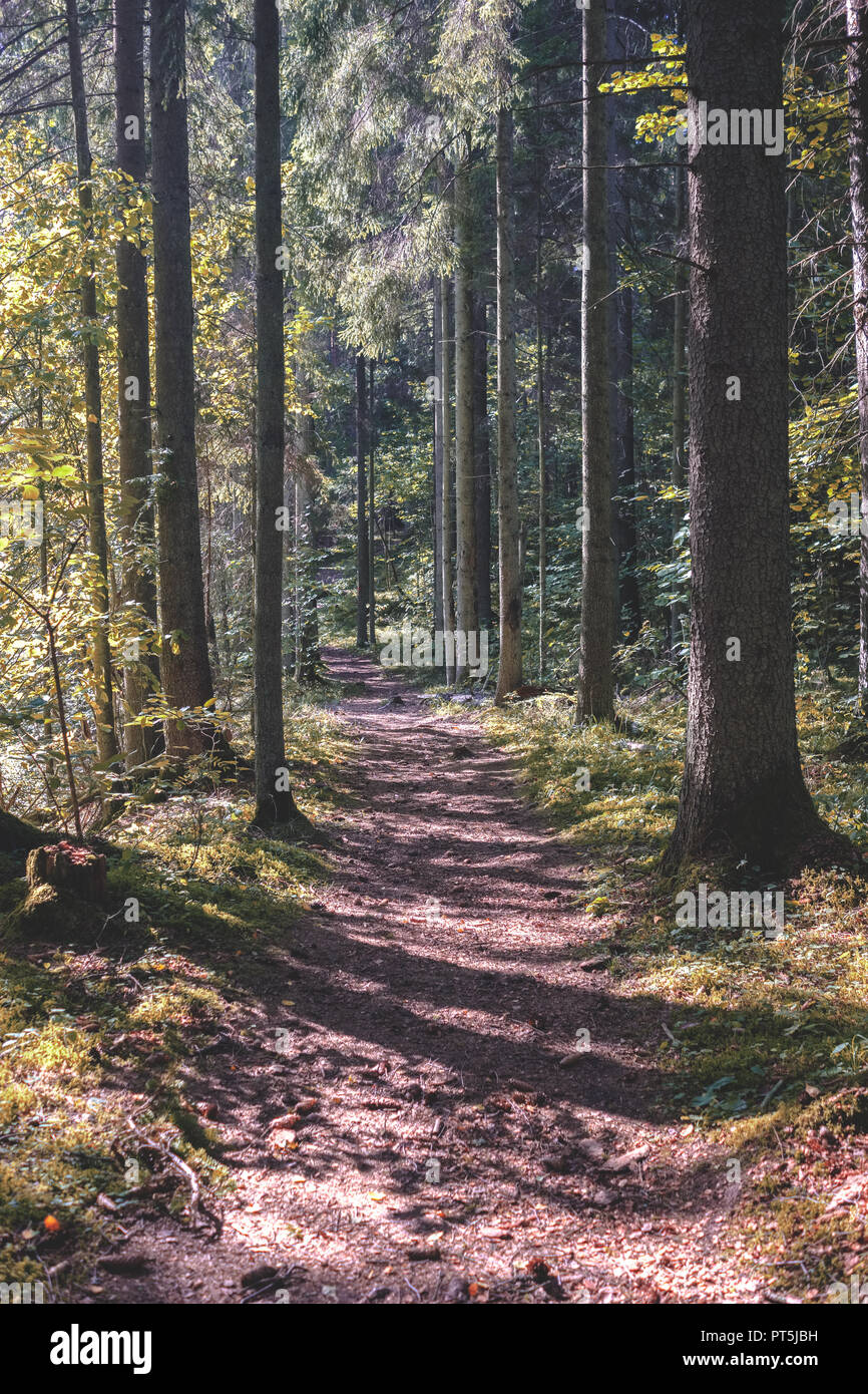 hiking trail in the woods in green summer forest with sun light ...