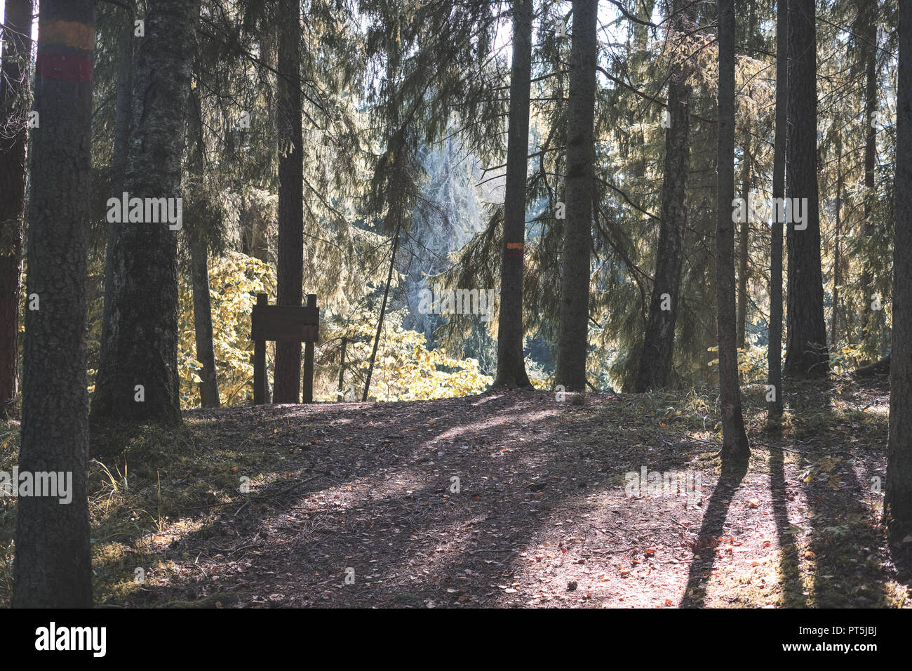 hiking trail in the woods in green summer forest with sun light ...