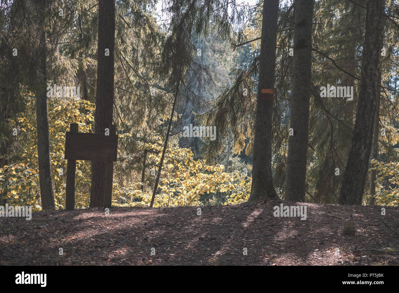hiking trail in the woods in green summer forest with sun light ...