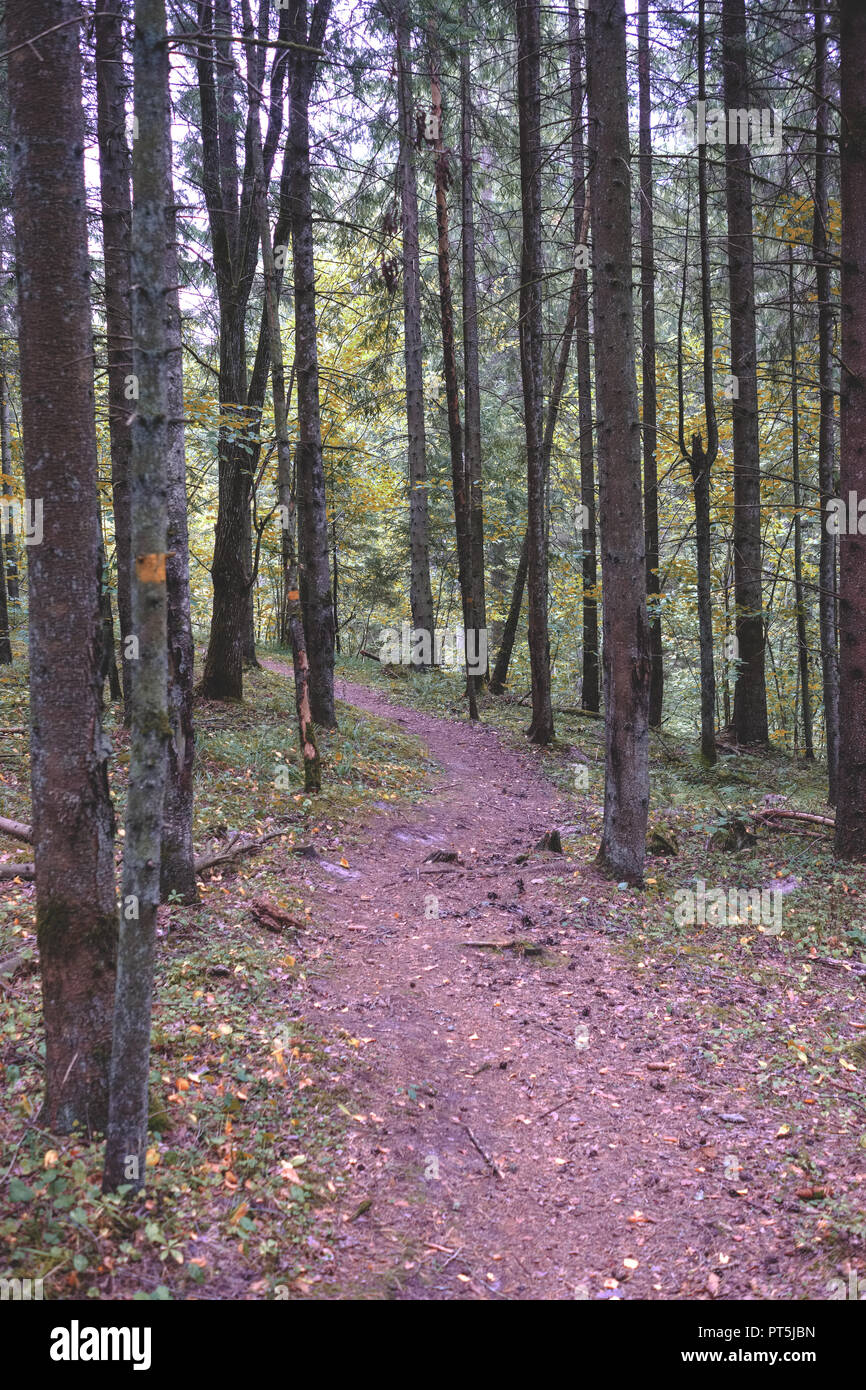 hiking trail in the woods in green summer forest with sun light ...