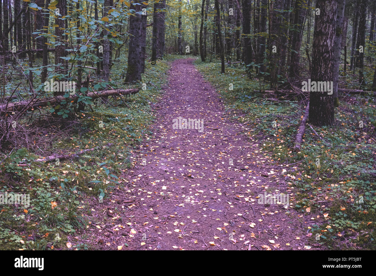 hiking trail in the woods in green summer forest with sun light ...