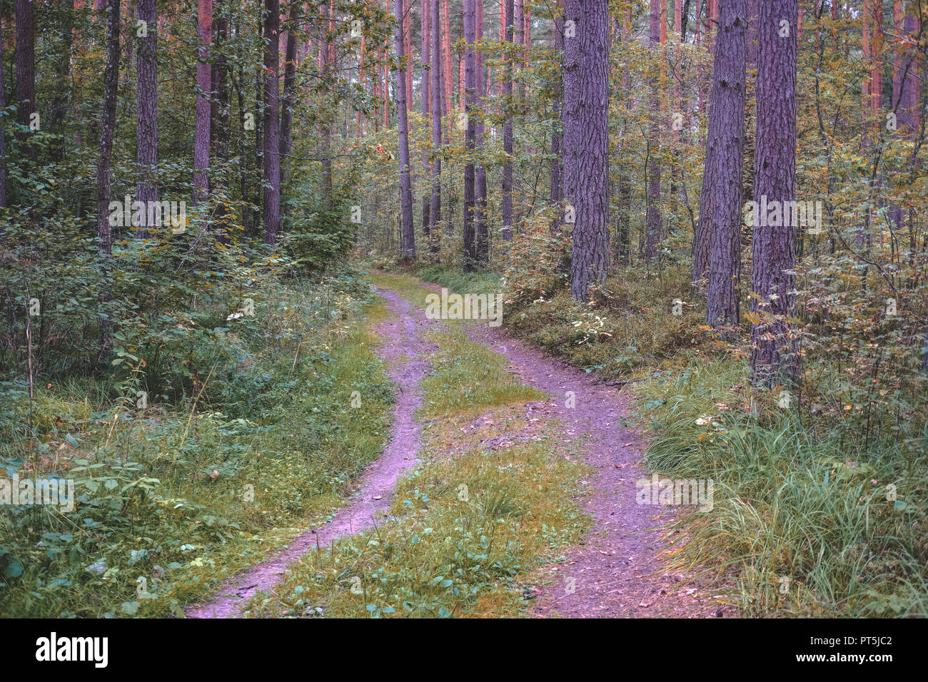 hiking trail in the woods in green summer forest with sun light ...