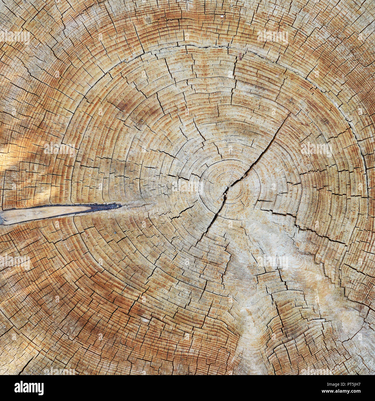 Tree trunk texture Stock Photo - Alamy