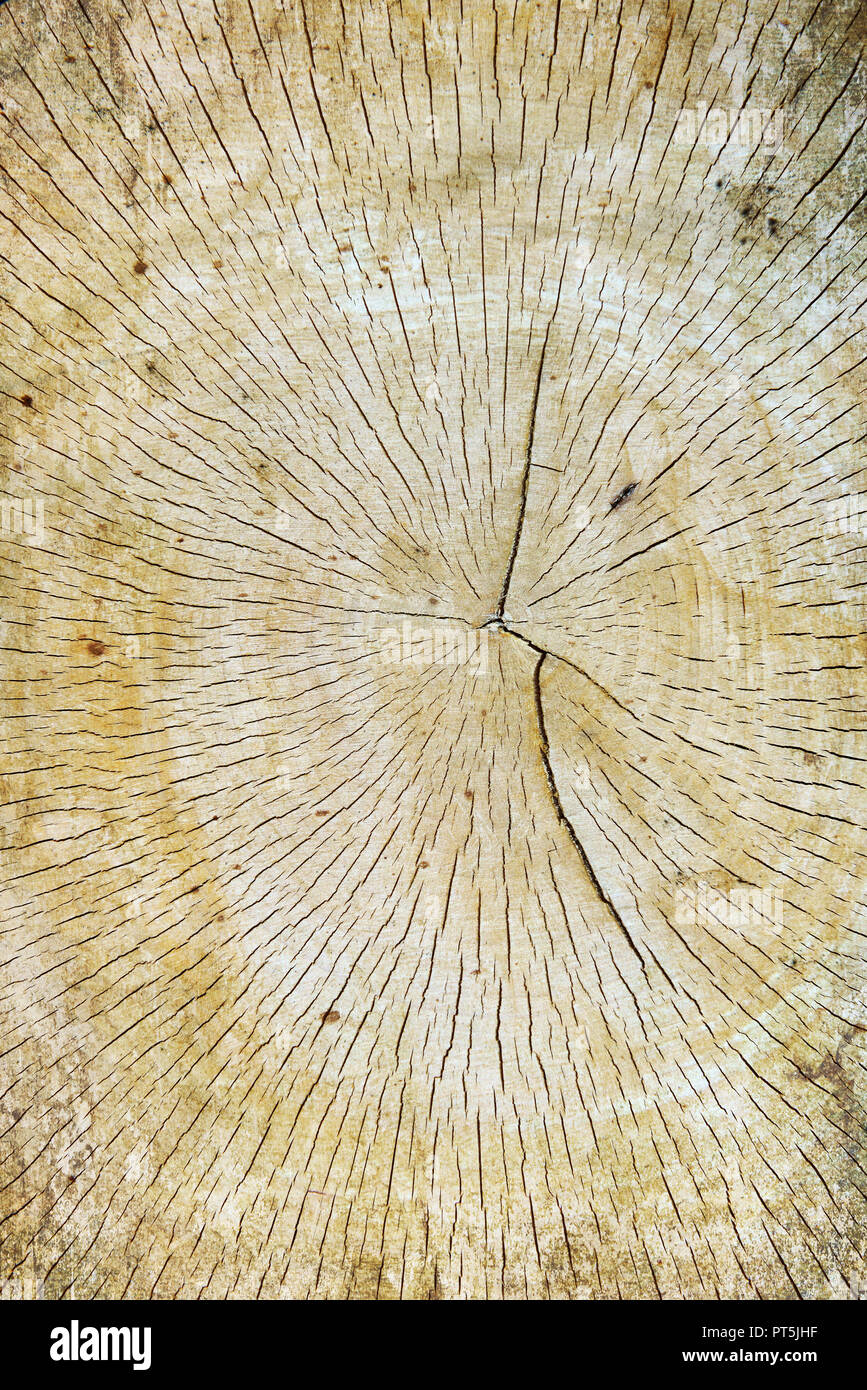 Tree trunk texture Stock Photo - Alamy