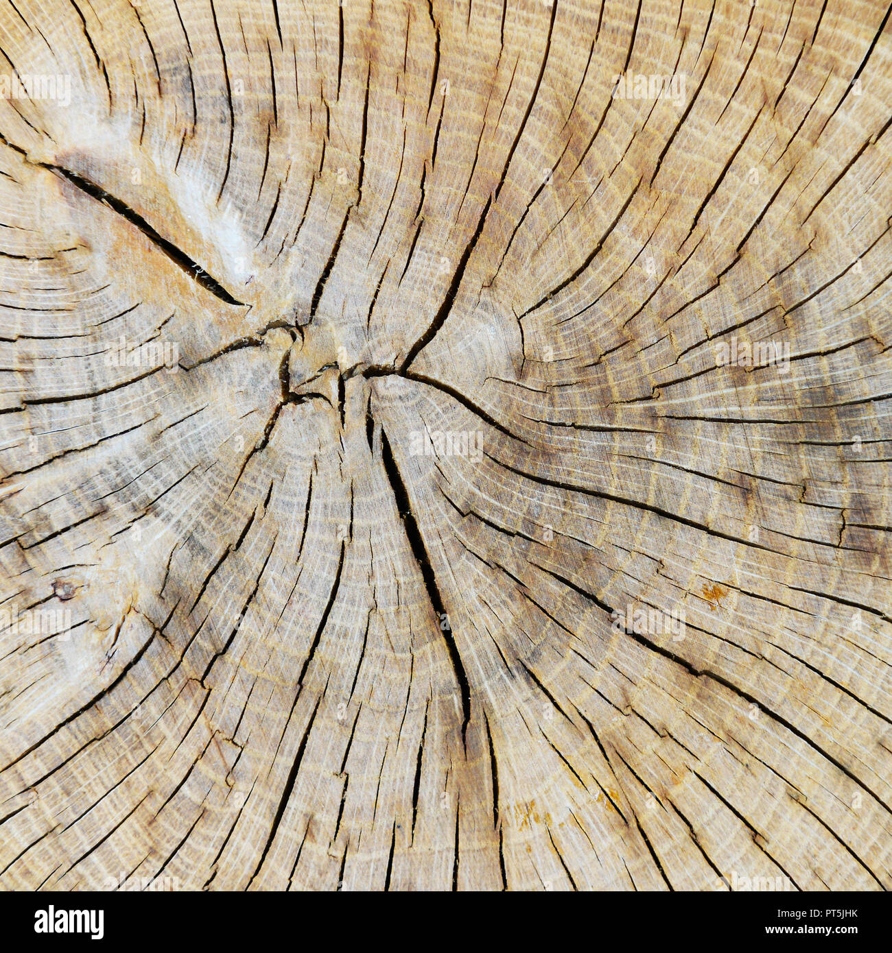 Tree trunk texture Stock Photo - Alamy