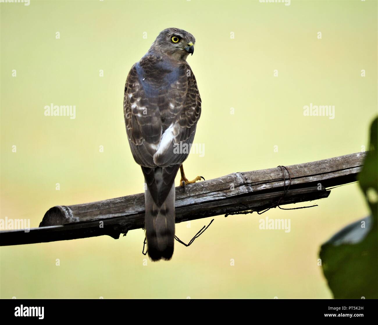 Birds of Prey / Shikra - (Accipiter badius Stock Photo - Alamy