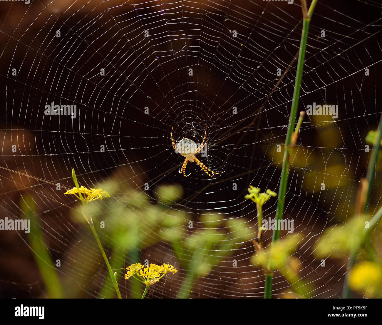 Magnificent cobweb with large spider hanging in the middle, Argiope ...