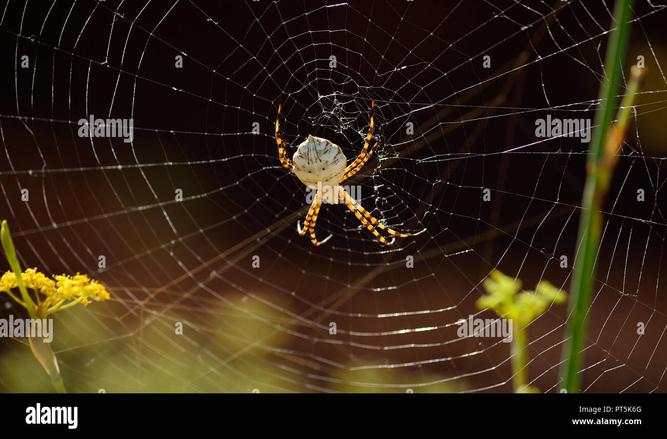 Large spider hanging in the middle of the cobweb, Argiope lobata Stock ...