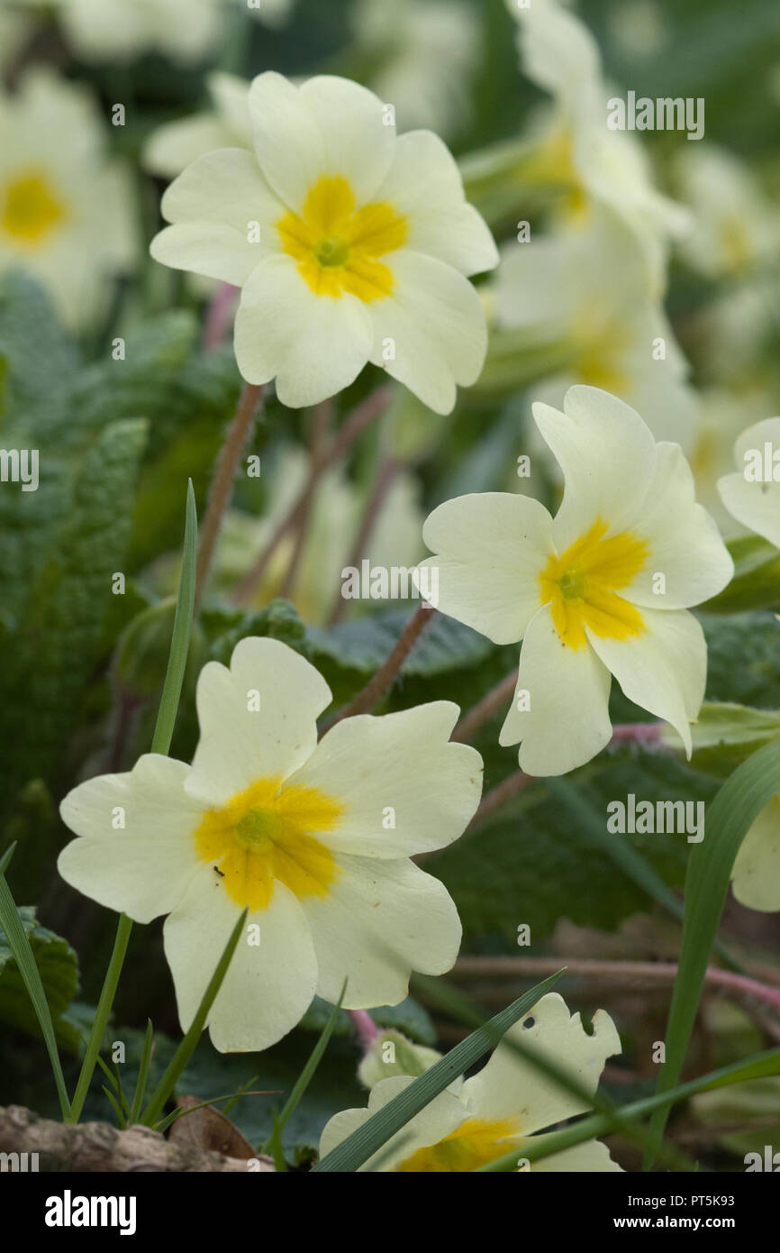 Wild Primrose, Primula vulgaris, flower, UK Stock Photo - Alamy