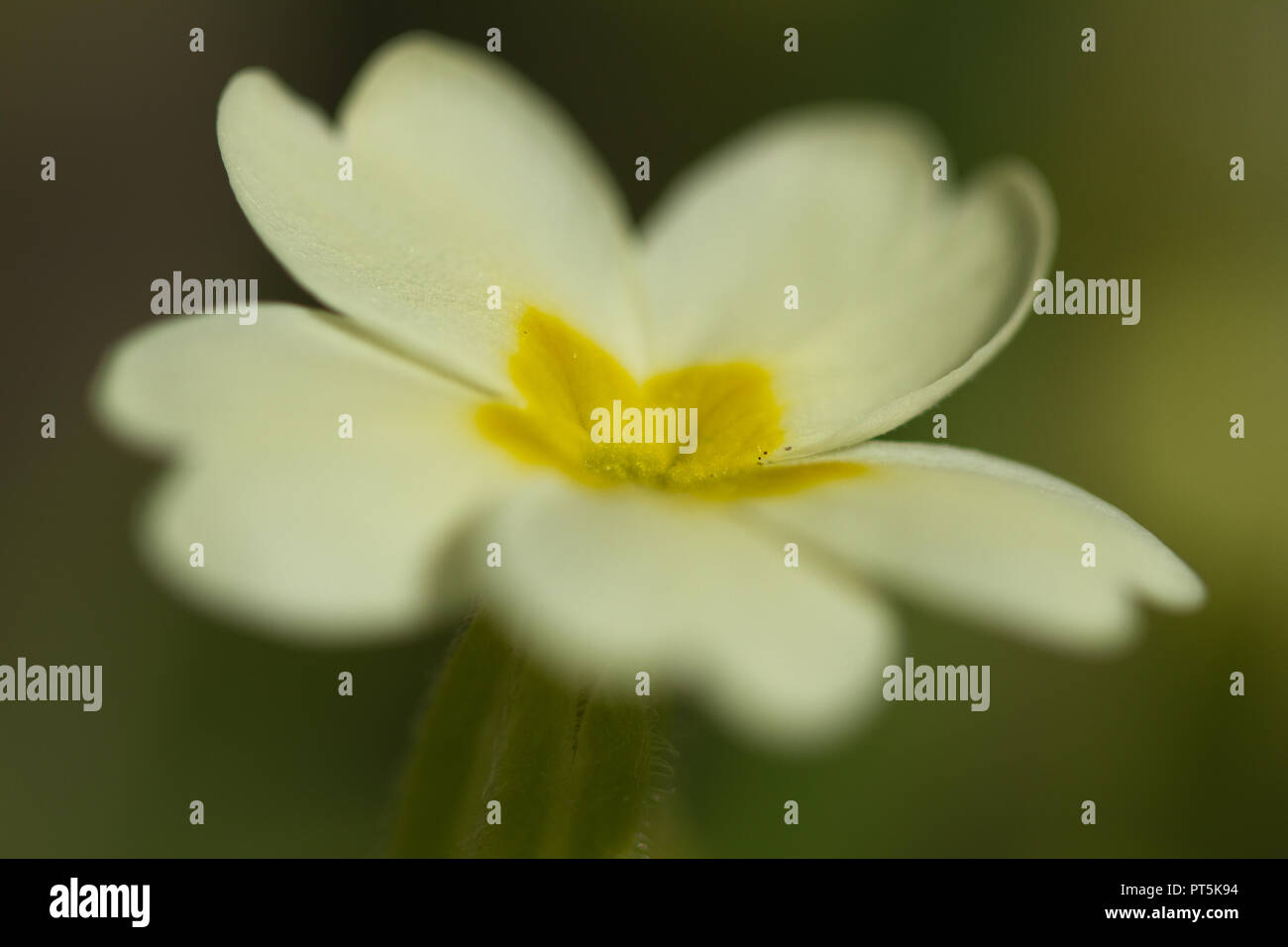 Primrose Flowers Uk High Resolution Stock Photography and Images - Alamy