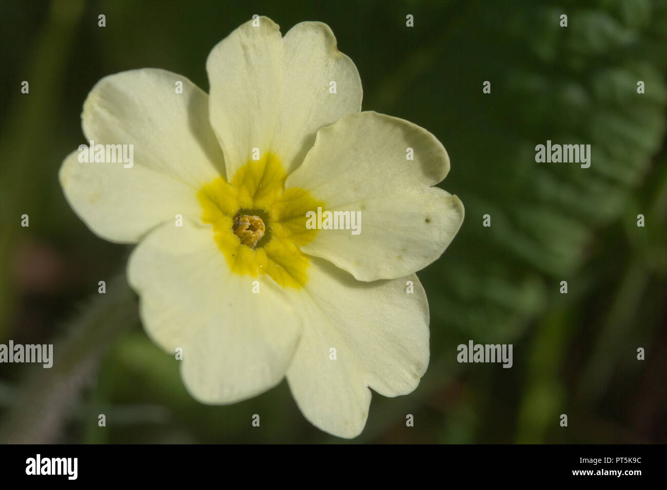 Wild Primrose, Primula vulgaris, flower, UK Stock Photo - Alamy