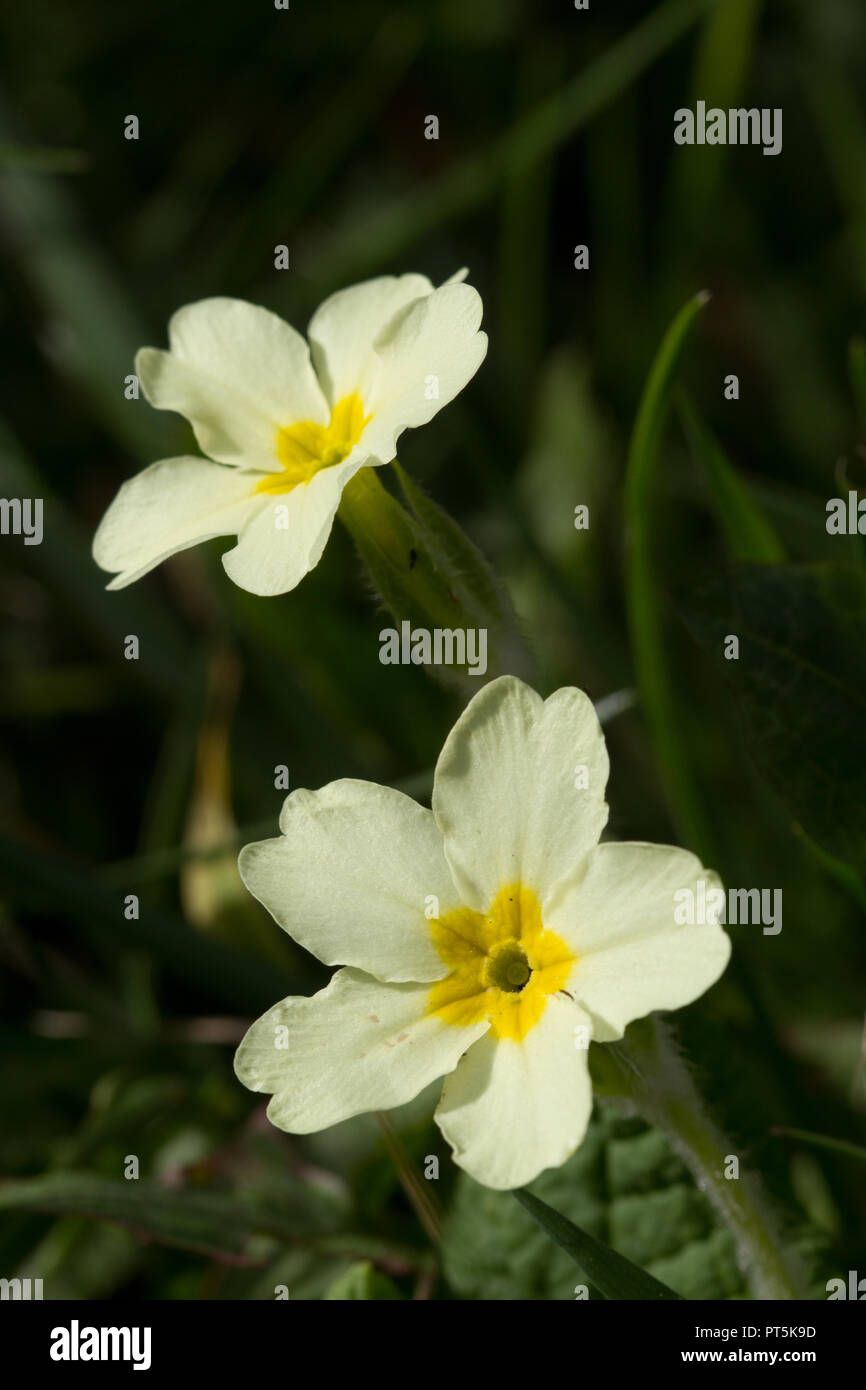 Wild Primrose, Primula vulgaris, flower, UK Stock Photo - Alamy