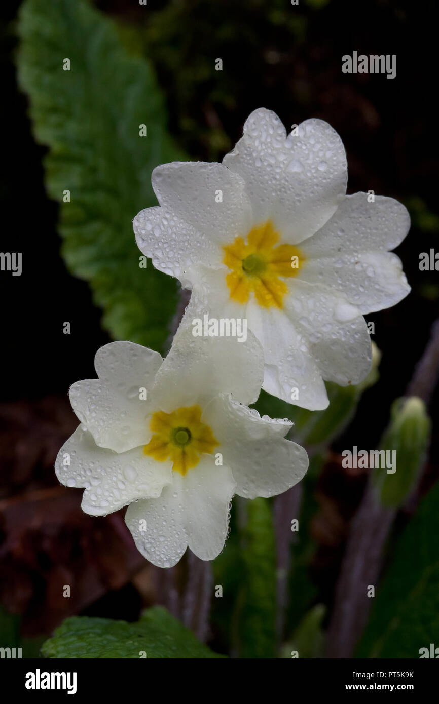 Wild Primrose, Primula vulgaris, flower, UK Stock Photo - Alamy