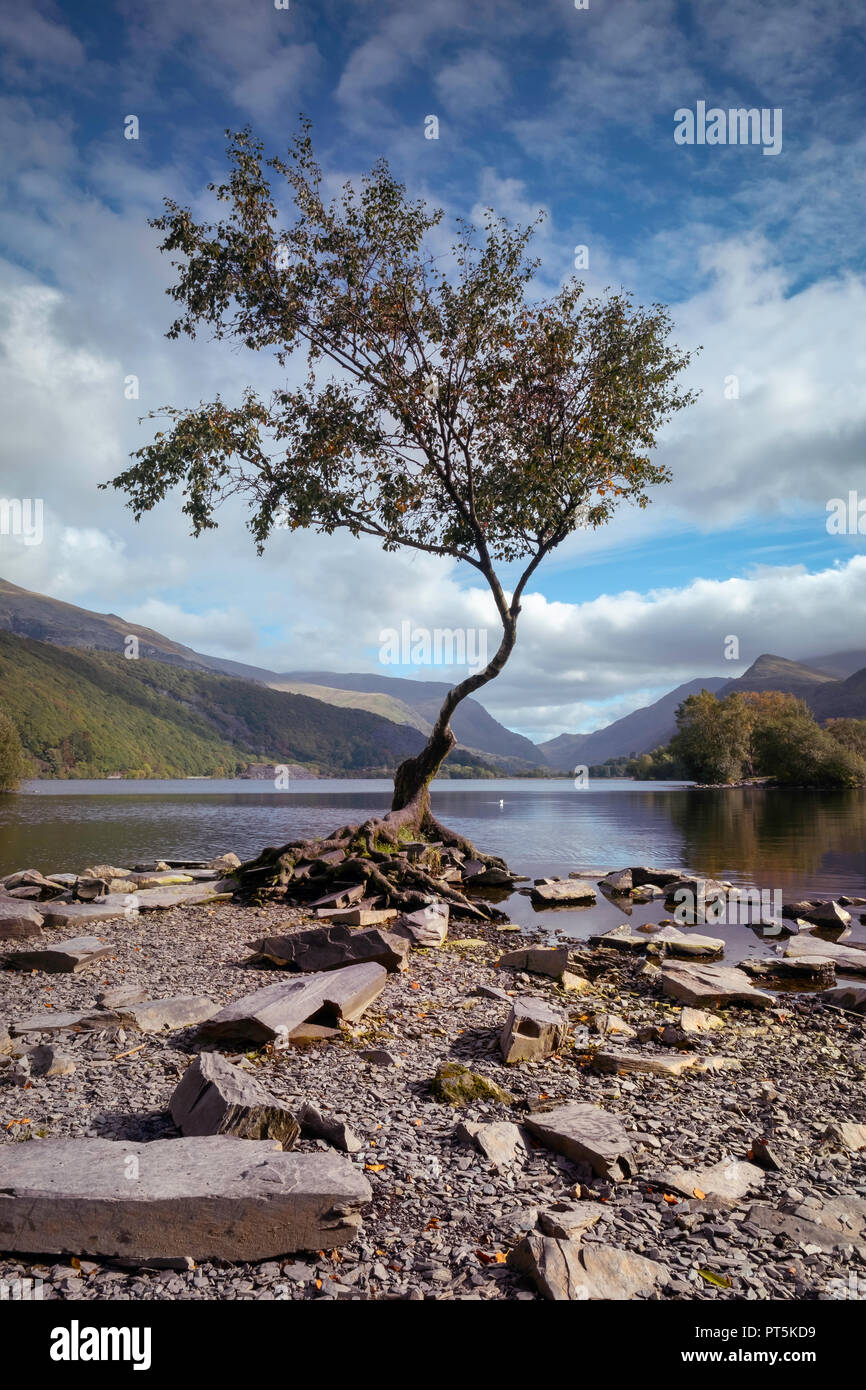 The Lone tree at Llyn Pardarn, Llanberis North Wales Stock Photo - Alamy