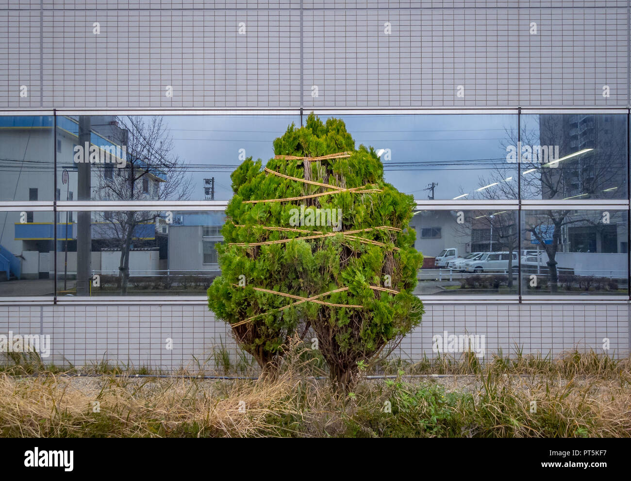 Two branches tied together hi-res stock photography and images - Alamy