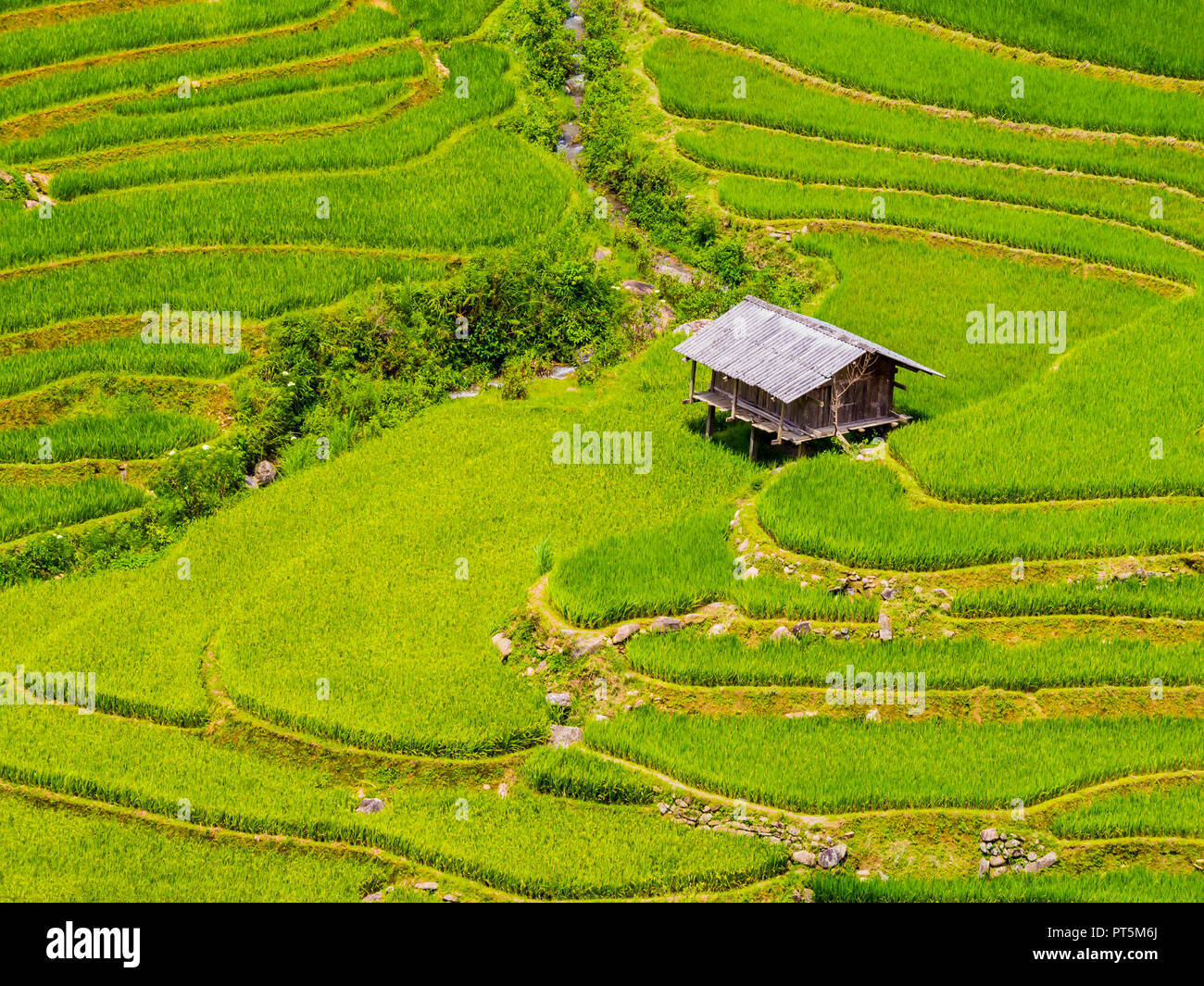 Typical farm hut surrounded by green terraced rice field, Mu Cang Chai ...