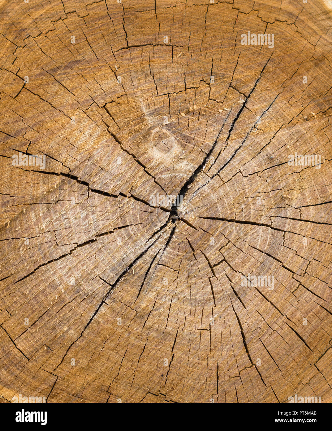 Light brown wood texture hi-res stock photography and images - Alamy