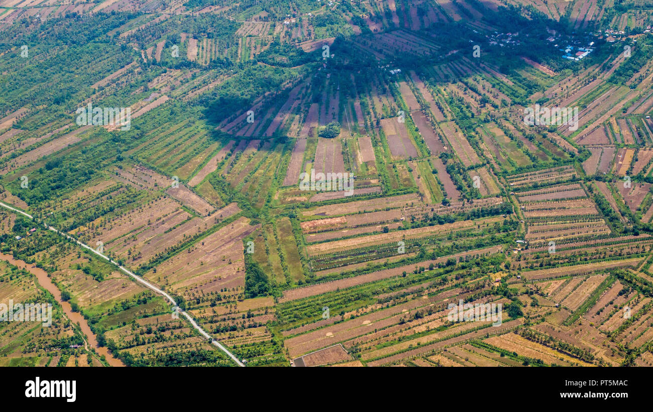 aerial picture of rice field in Borneo in dry season. agricultural and ...